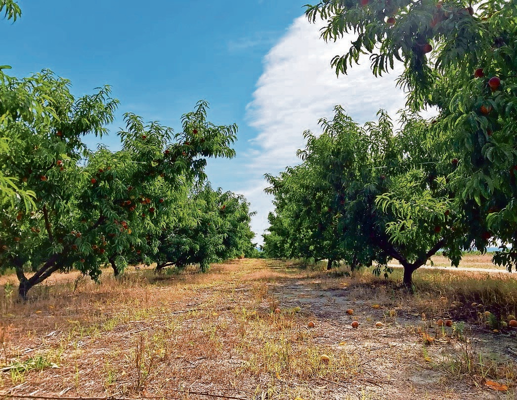 McLeod Farms owns around 5,000 acres at locations on Highway 151 and Highway 1 in McBee. Peaches ...