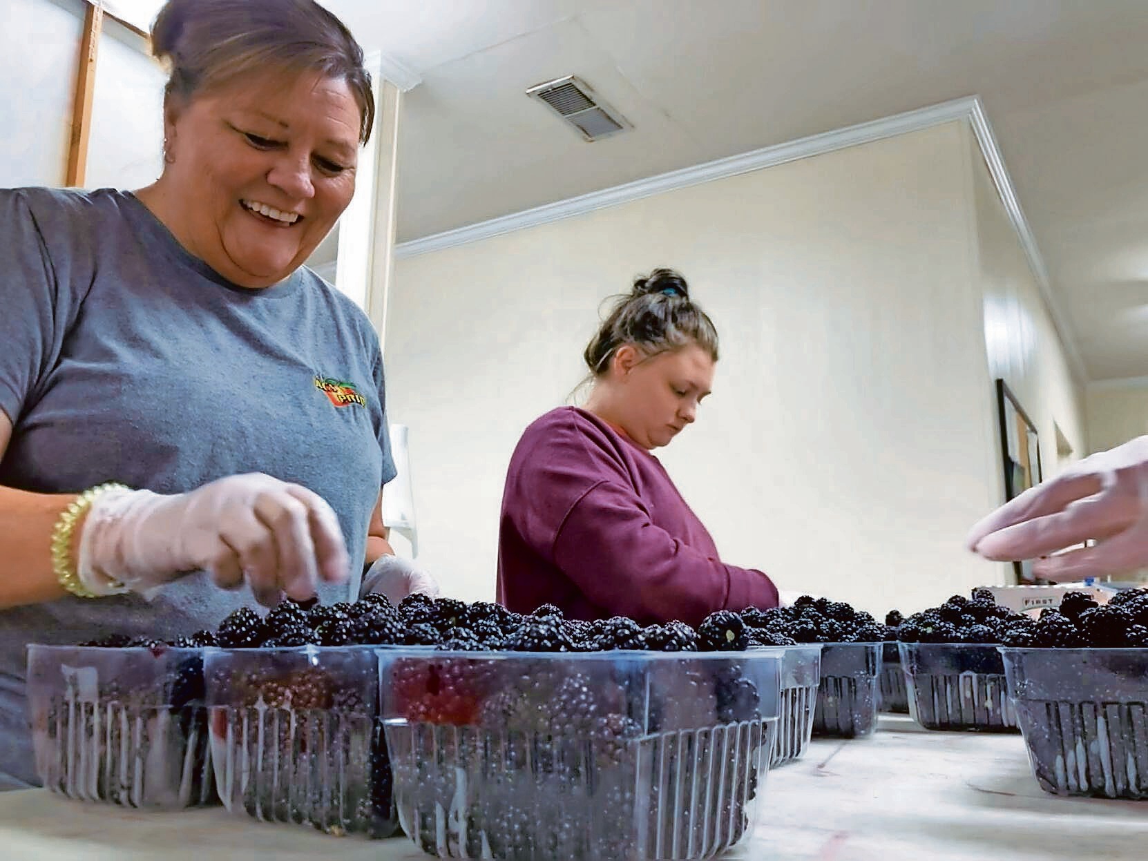lynn dixon left and kaitlyn byrd sort through blackberries at mcleod farms roadside market the ...