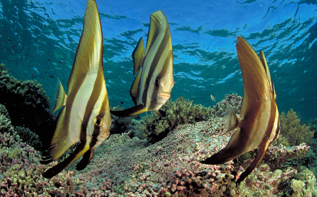 Dive Wakatobi | Original Diving