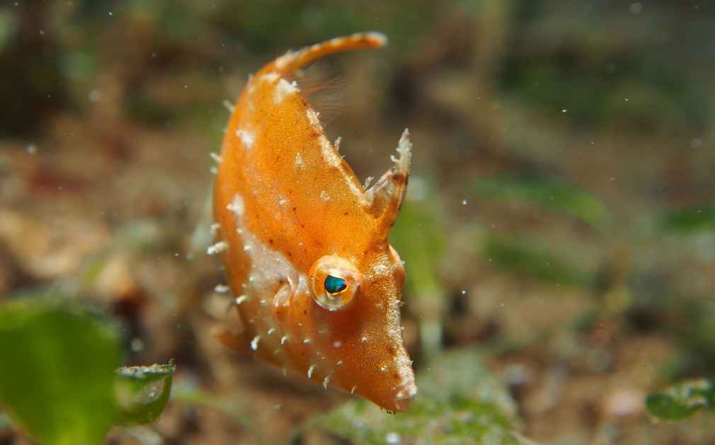 Palawan Diving | Original Diving
