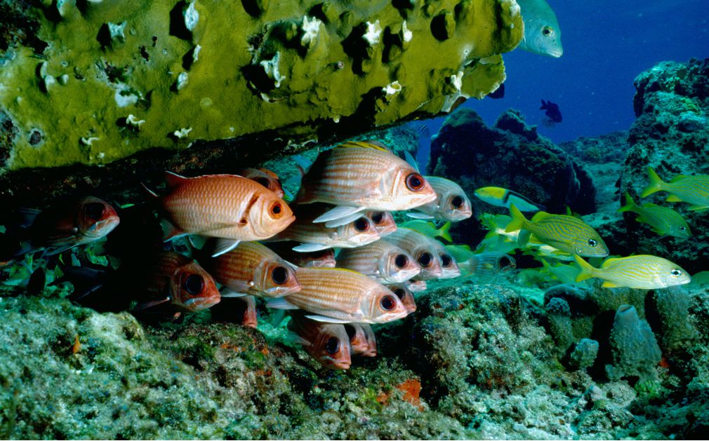 Bahamas Scuba Diving | Original Diving