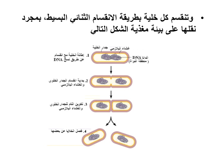البكتيريا Ourboox