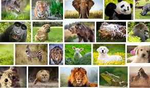 الحيوانات - Ourboox