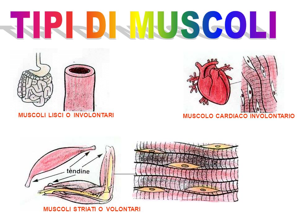 Il sistema muscolare VB - Ourboox