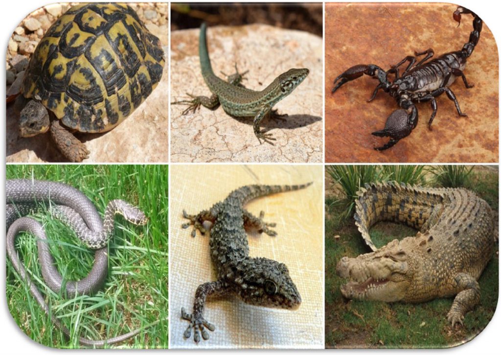 I VERTEBRATI - Ourboox