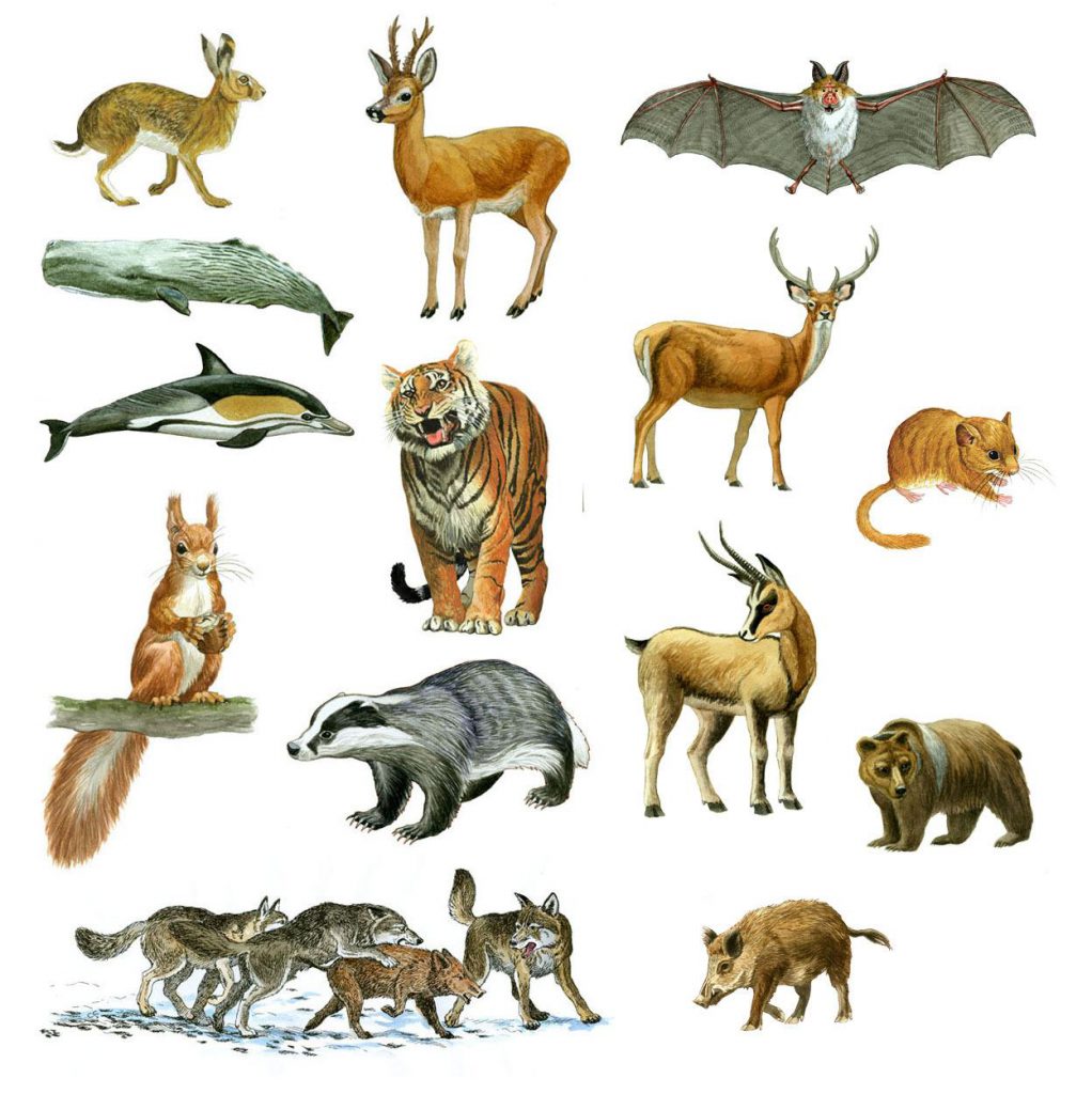 I VERTEBRATI - Ourboox