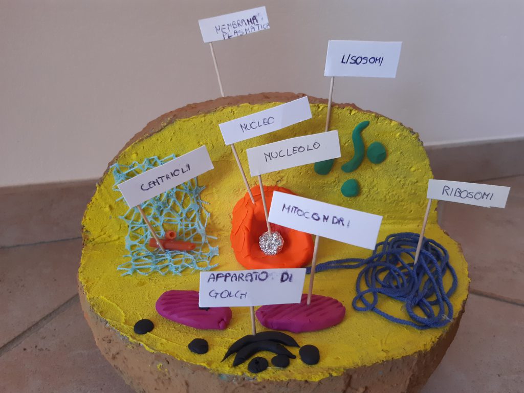 Cellule fatte in casa - Ourboox