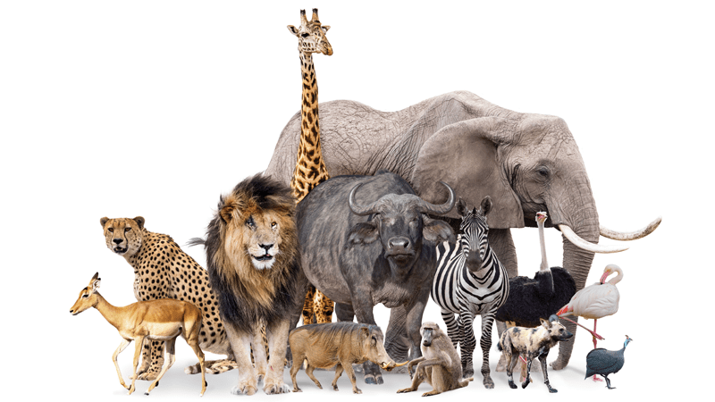 IL REGNO ANIMALE - Ourboox