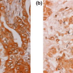 Photomicrographs of immunohistochemical staining using H4