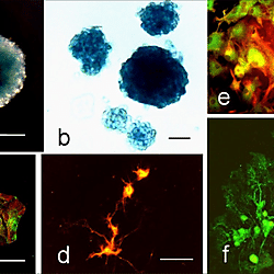 Neurosphere stem cell lineages express PTPσ