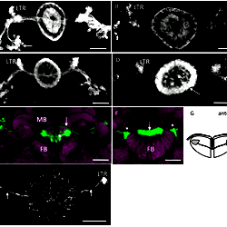 Ellipsoid body neurons in the fly brain