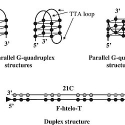 Quadruplex Meaning