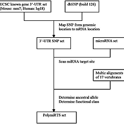 Methods of identifying and annotating PolymiRTS