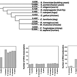 TRNA genes and isodecoder genes in 11 eukaryotes
