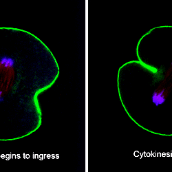 Cytokinesis in the mouse zygote