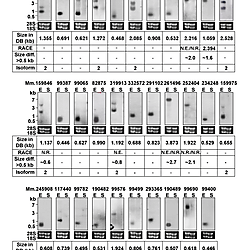Transcript analysis by Northern-blot hybridization