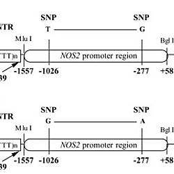 A schematic construct of the promoterless pGL3-basic vector