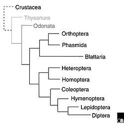 Phylogenetic tree of insect orders, after Wheeler 3