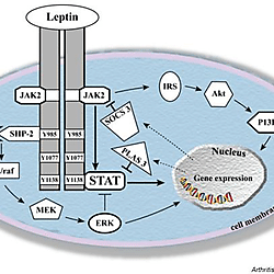 Mechanisms of leptin signaling
