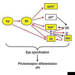 The retinal determination gene network (RDGN)