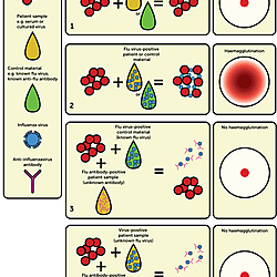 Haemagglutination inhibition assay (HAI) for influenza viruses