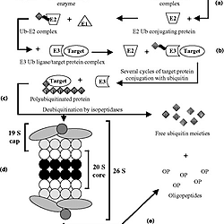 Protein degradation through the ubiquitin (Ub)-proteasome pathway