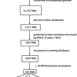 A flow chart of the analysis pipeline