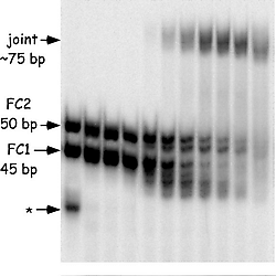 Native gel analysis of the joining reaction