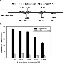 The sequence motif distribution on lambda-DNA and nick-labeling