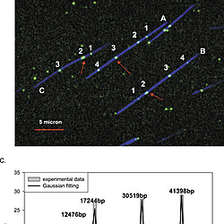 Sequence motif map of lambda-DNA