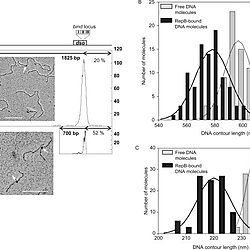 EM of RepB-DNA complexes