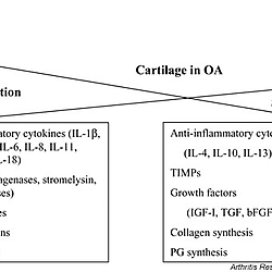 Several factors contribute to the breakdown and synthesis of cartilage