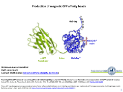 Production of magnetic GFP affinity beads