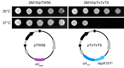 FIG S2. Spot tests demonstrating temperature-based counterselection of ...