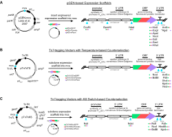 FIG S4. Design features of expression scaffolds and modernized Tn7 ...