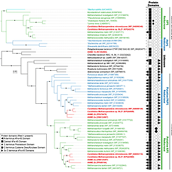 Figure_3_Assimilatory_APS_PAPS_Reductase_Phylogeny