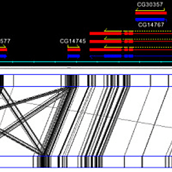 GATA: a graphic alignment tool for comparative sequence analysis-3