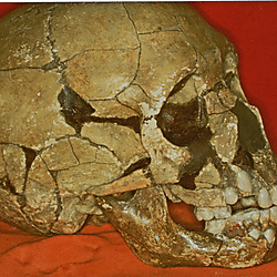 Neanderthal Teshik Tash child's skull.jpg