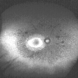 masumoto RP data RP FAF