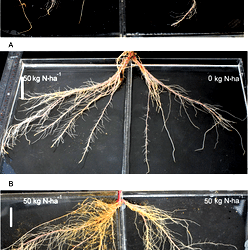 Split root experiments in 'Beauregard' sweetpotato