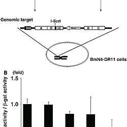 Effects of BmAgo2 on intrachromosomal recombination