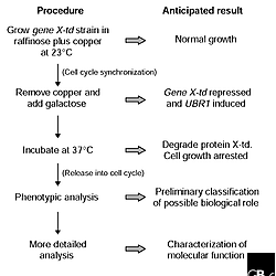 Schematic outline of the procedure for -gene inactivation