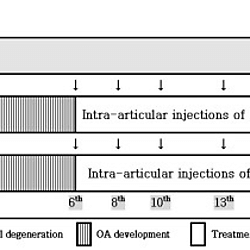 Schematic diagram of the experimental protocol