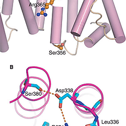 Disease-associated mutations in the FANCE protein