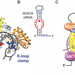 Class H/ACA sno(s)RNP architecture