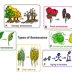 Types of Senescence