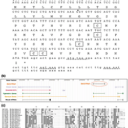 Sequence analysis of