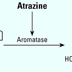 Proposed mechanism of atrazine action on amphibians