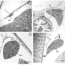 Histopathology of roach
