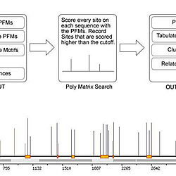 The scoring scheme is illustrated